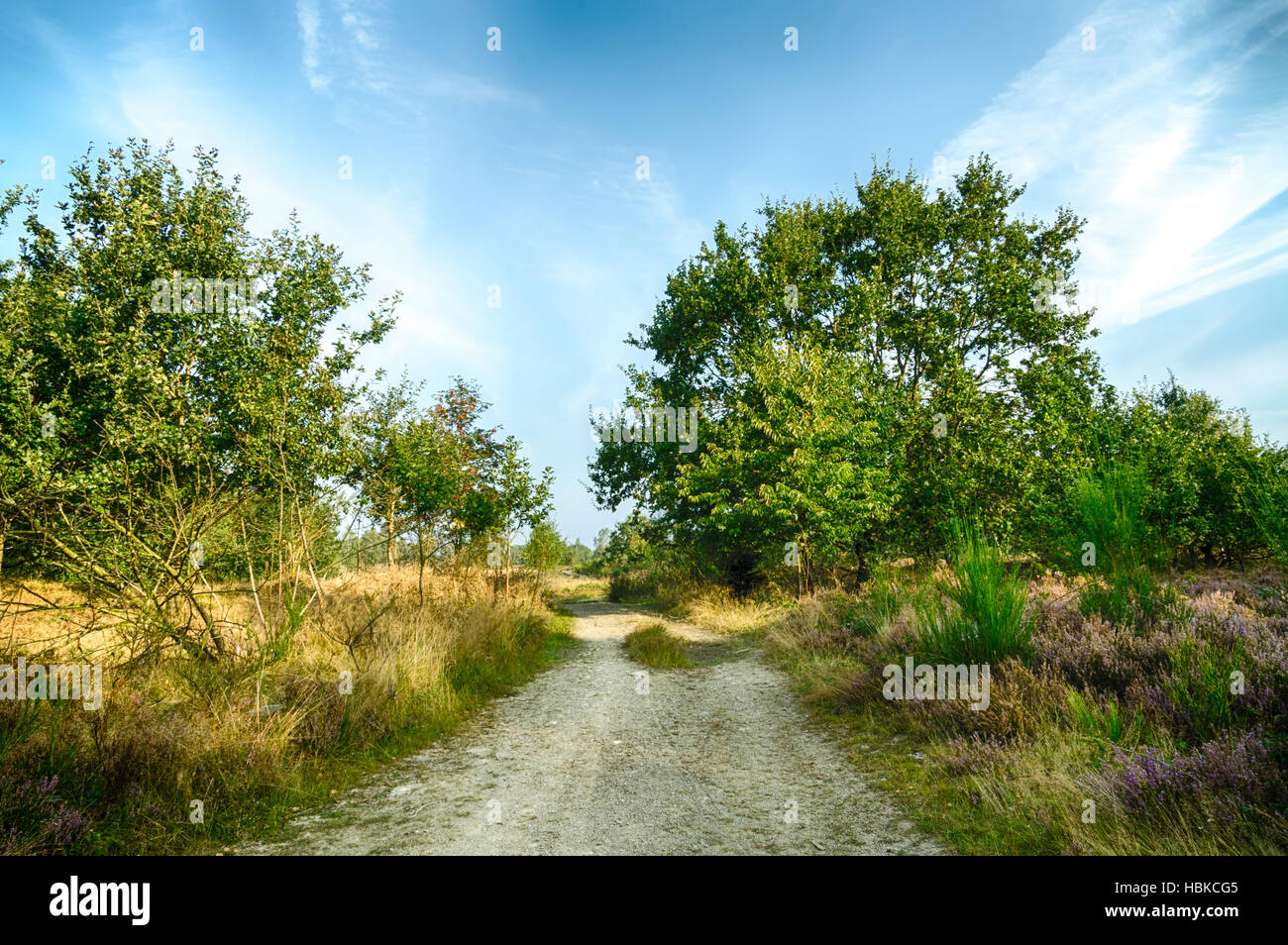 Autumn landscape with erica Stock Photo - Alamy