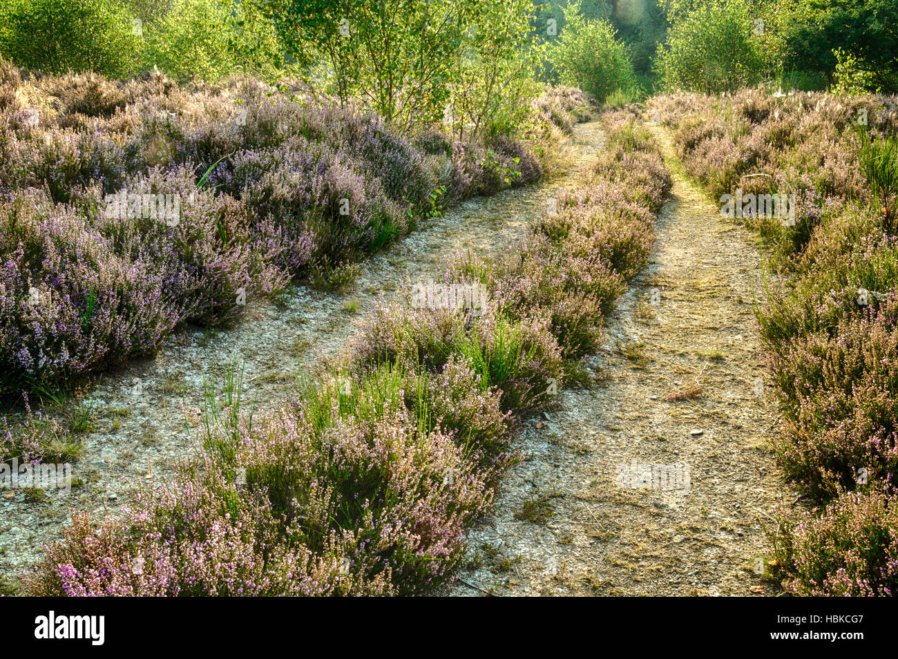 Autumn landscape with erica Stock Photo - Alamy
