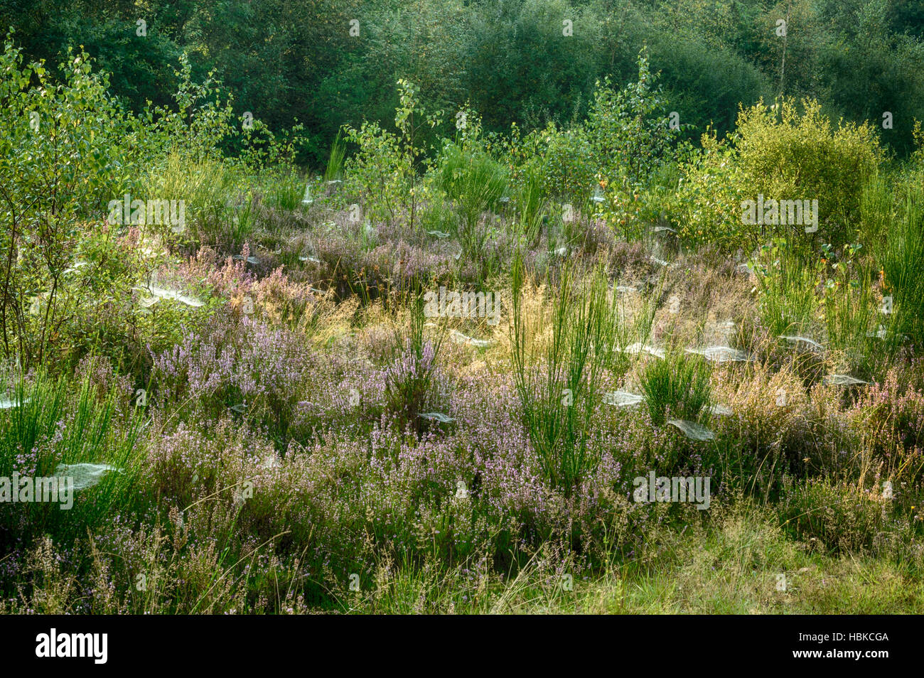 Autumn landscape with erica Stock Photo - Alamy