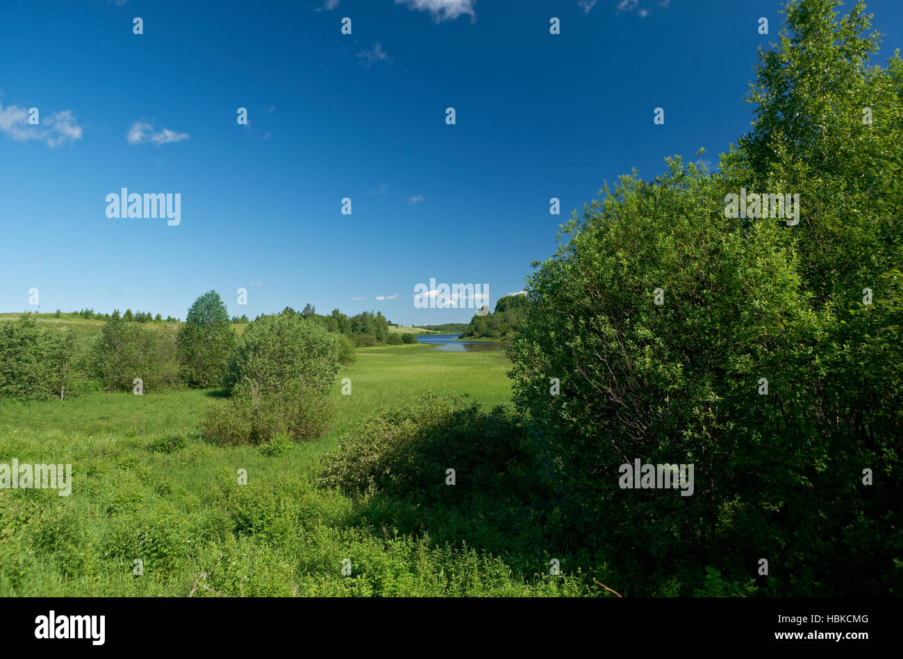 Russian summer meadow Stock Photo - Alamy
