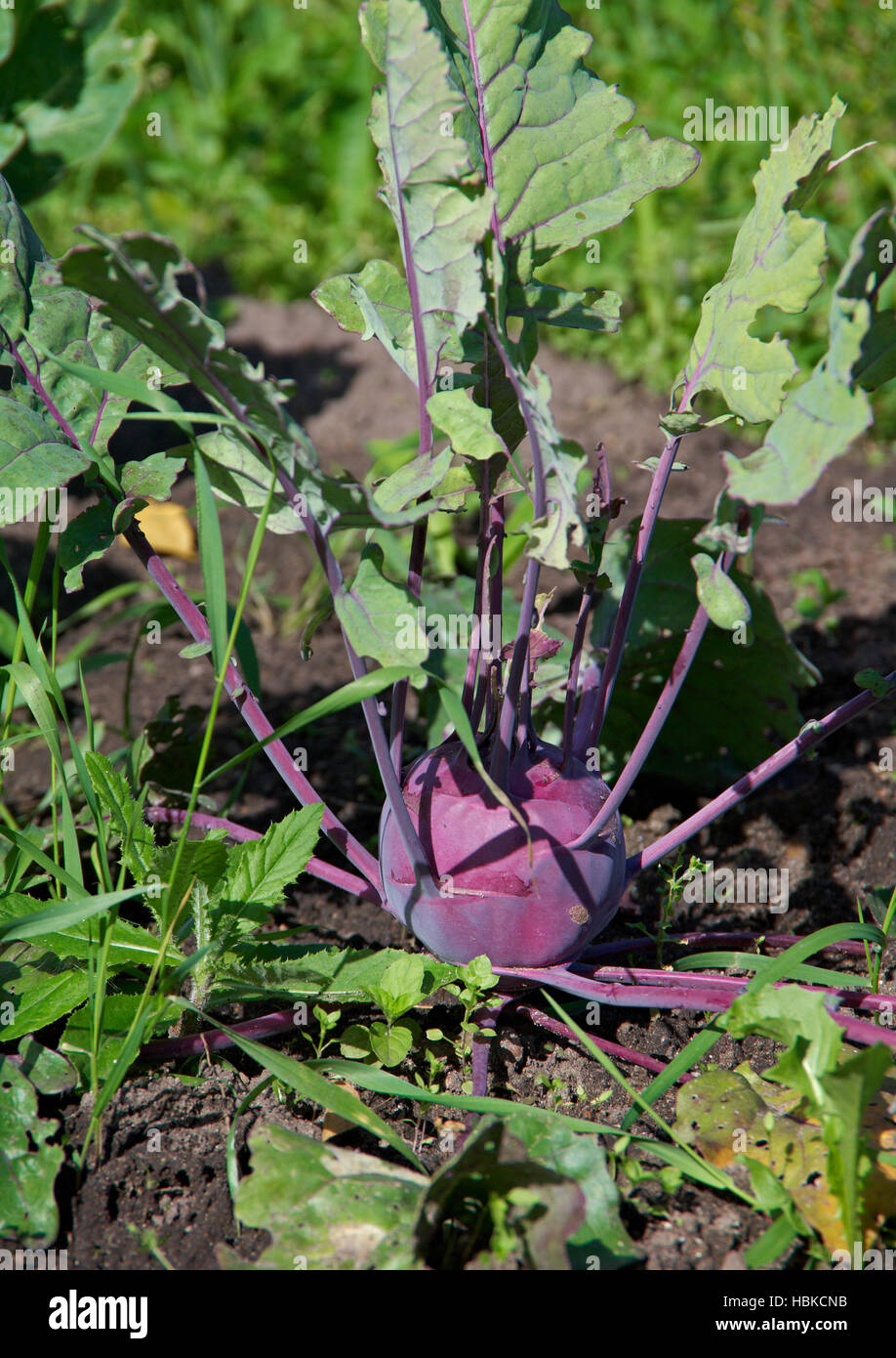 Kohlrabi plant hi-res stock photography and images - Alamy