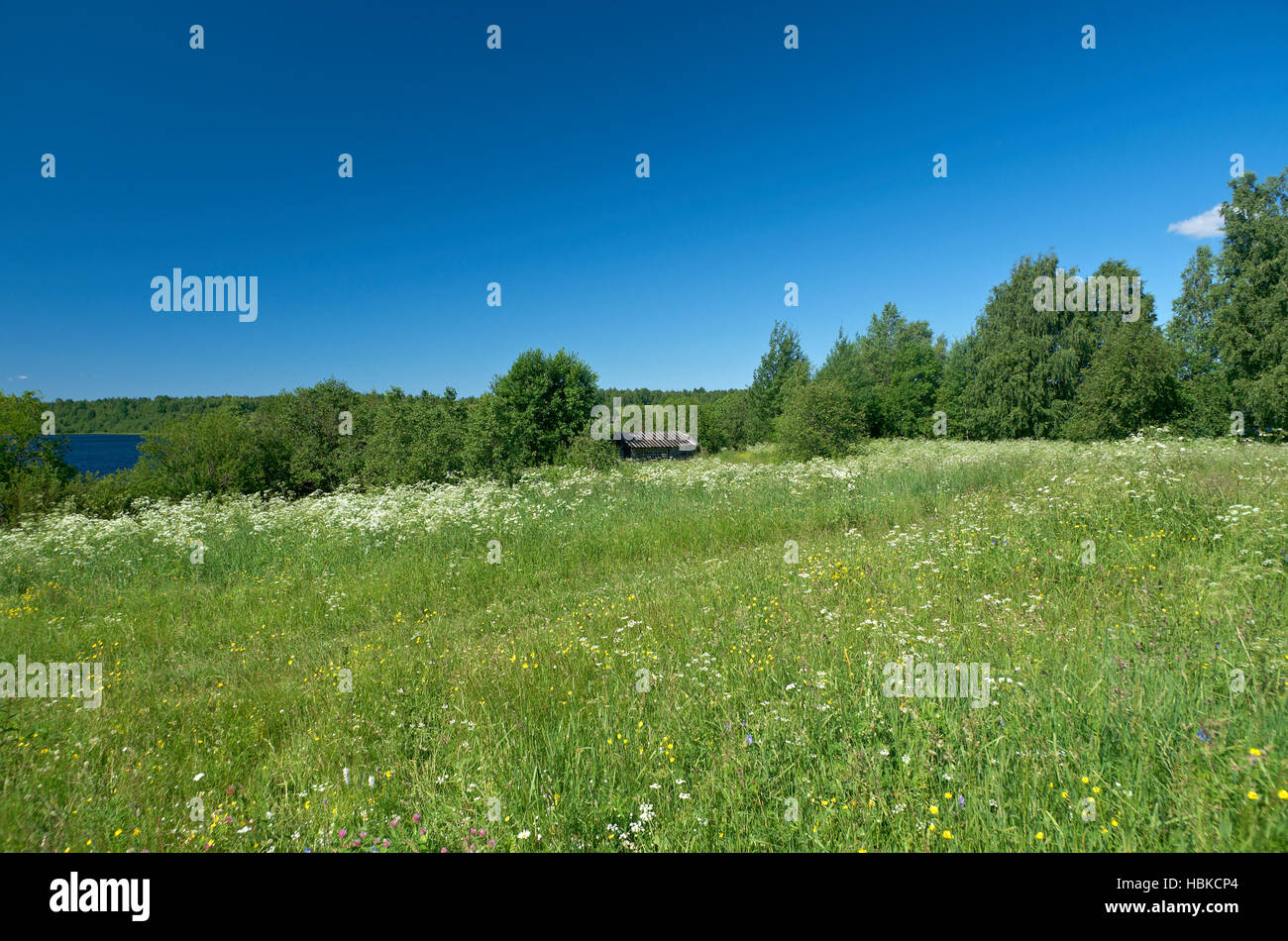 Russian summer meadow Stock Photo - Alamy