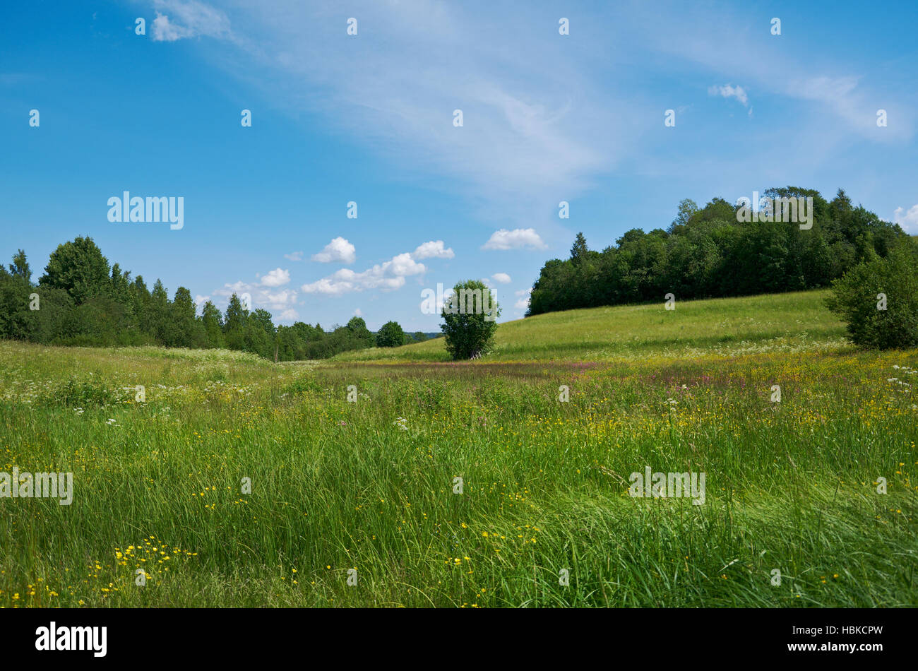 Russian summer meadow Stock Photo - Alamy