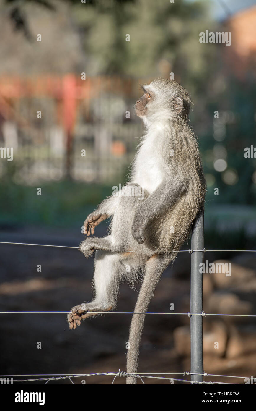 Vervet monkey on fence Stock Photo - Alamy