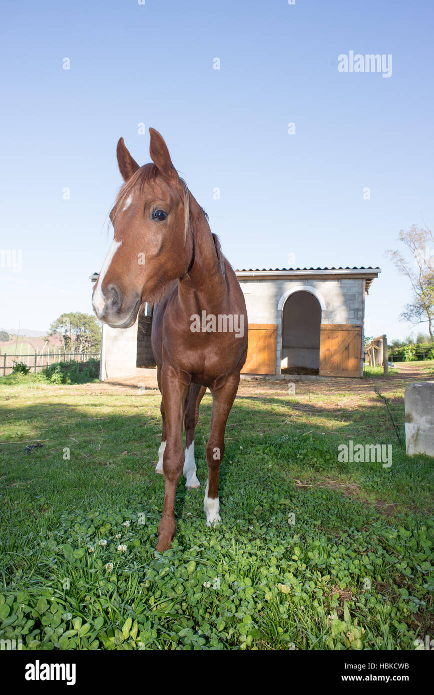 Brown horse in front hi-res stock photography and images - Alamy
