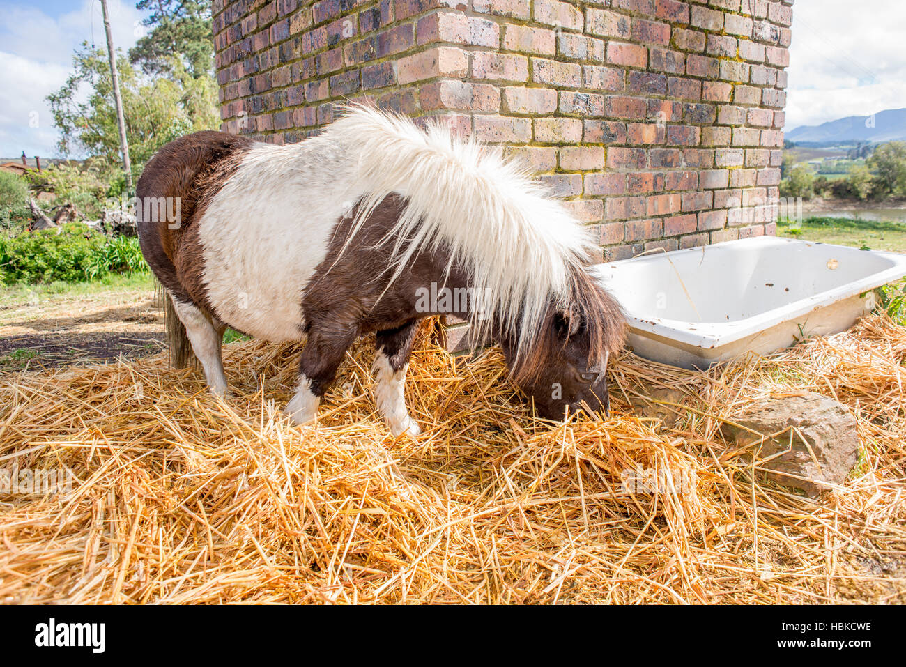 Pony eating hay in the camp Stock Photo - Alamy