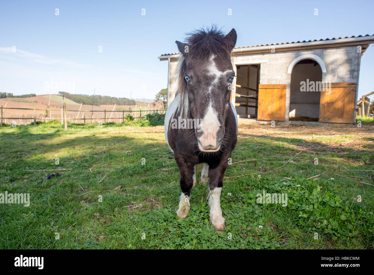 Pony stable hi-res stock photography and images - Alamy
