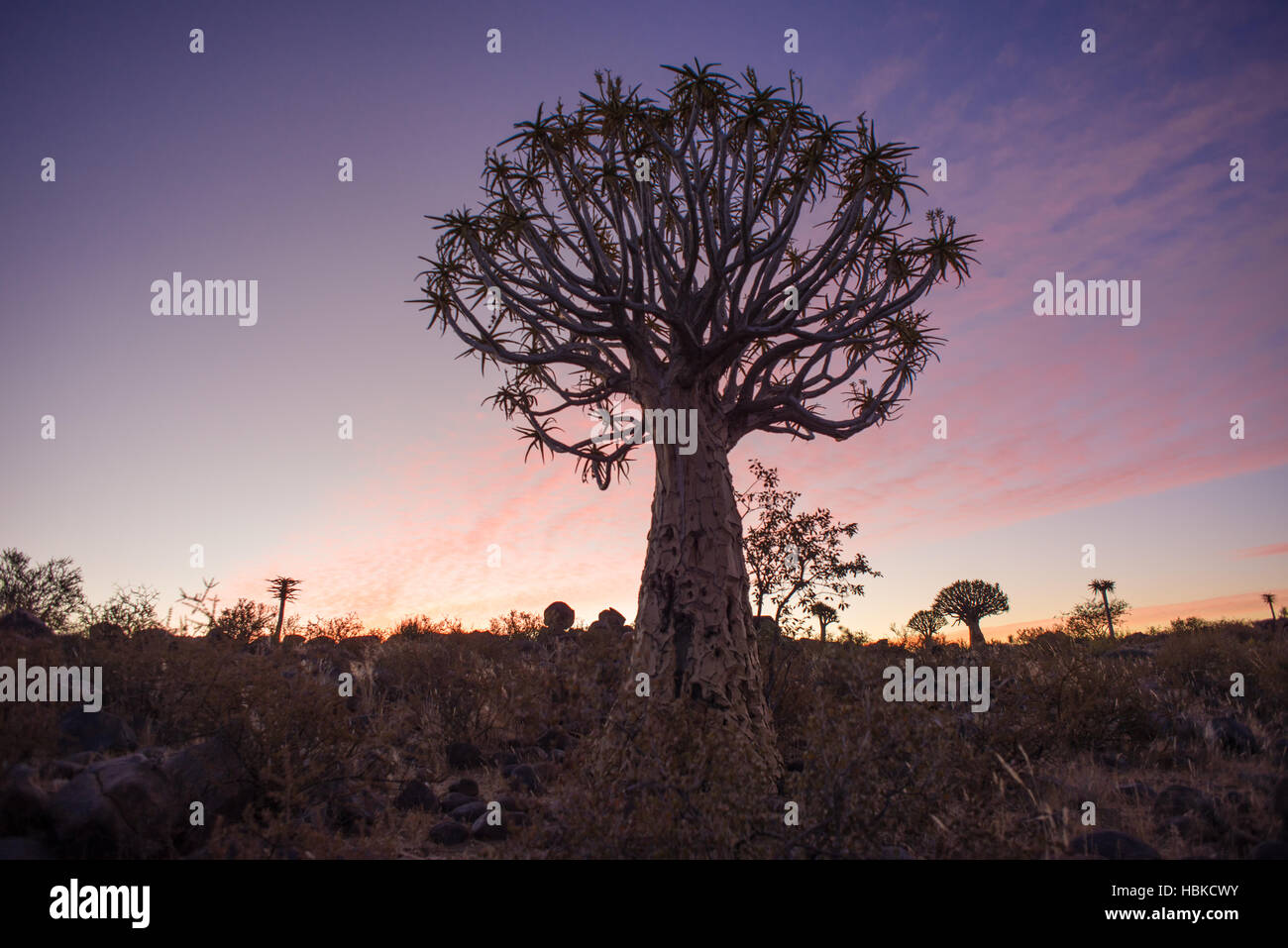 Quiver Tree at Sunset Stock Photo - Alamy
