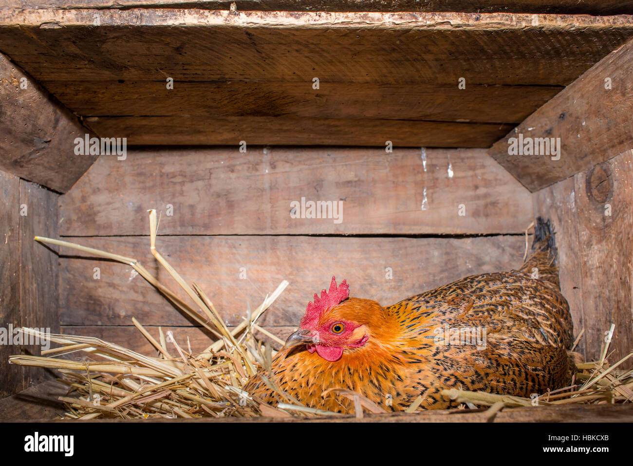 Hen coop hi-res stock photography and images - Alamy