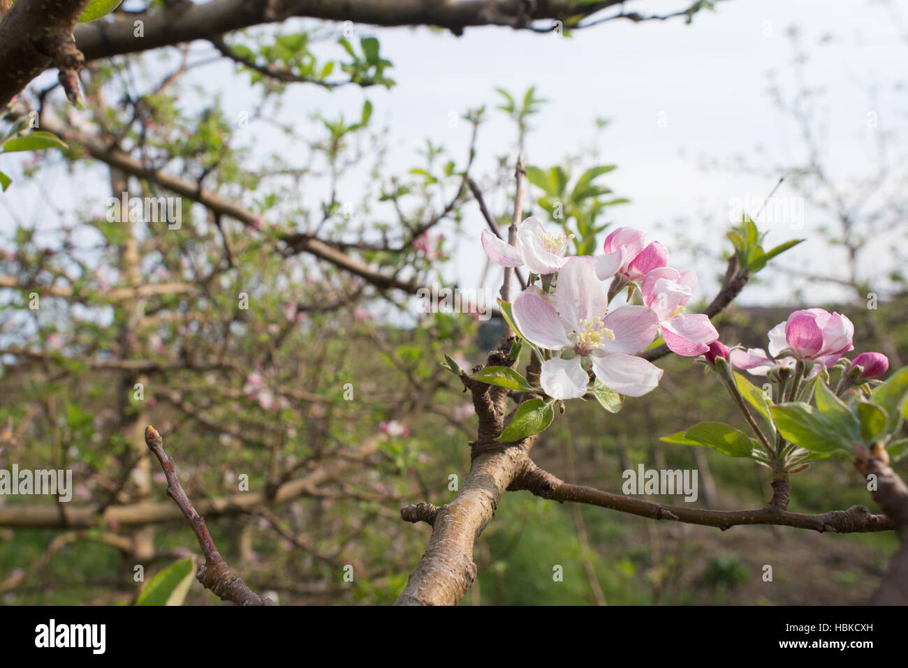 Apple Blossom in Spring Stock Photo - Alamy