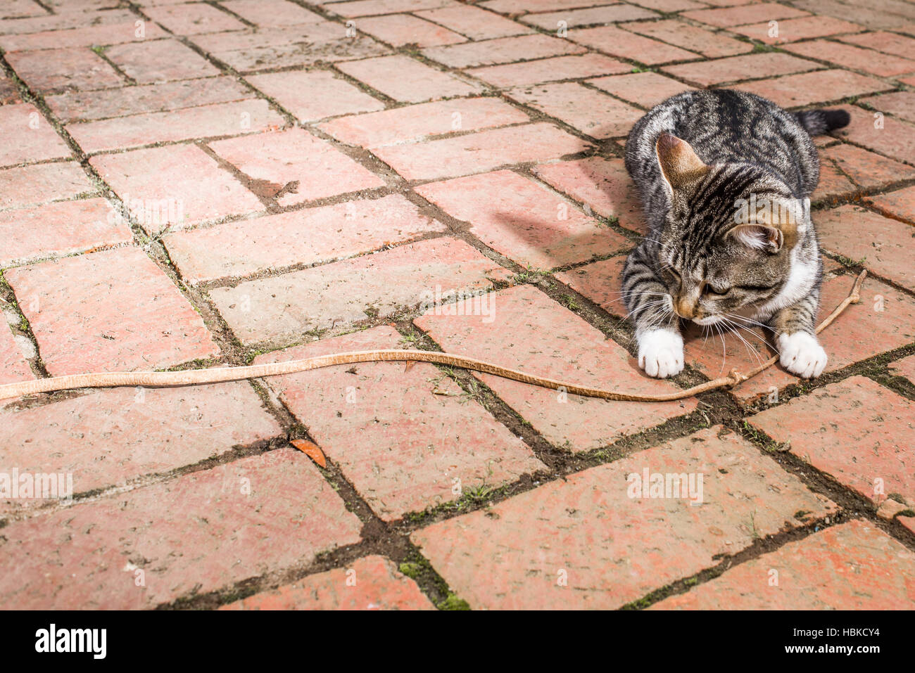 Cat playing with leather rope Stock Photo - Alamy