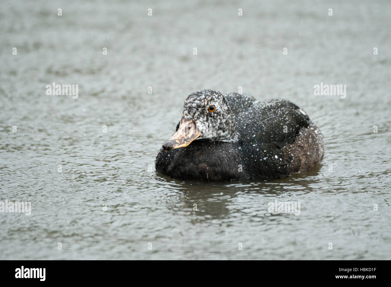 African Yellow Bill Stock Photo - Alamy