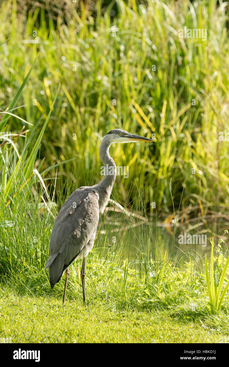 grey heron, heron, gray, grey, bird, aquatic, feather, stork, beauty ...
