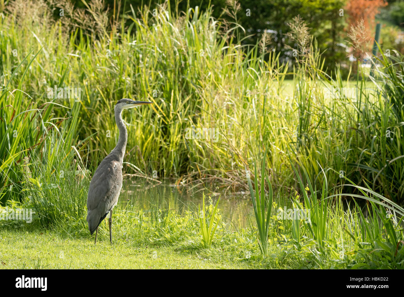 grey heron, heron, gray, grey, bird, aquatic, feather, stork, beauty ...