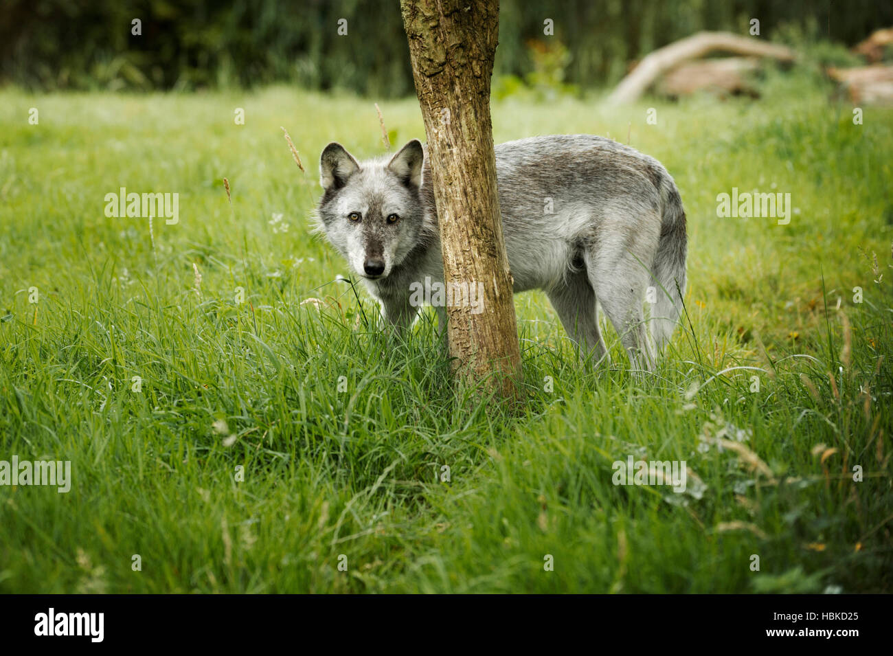 Grey Wolf, grey, gray, wolf, canine, dog, beauty, mammal, hunter ...
