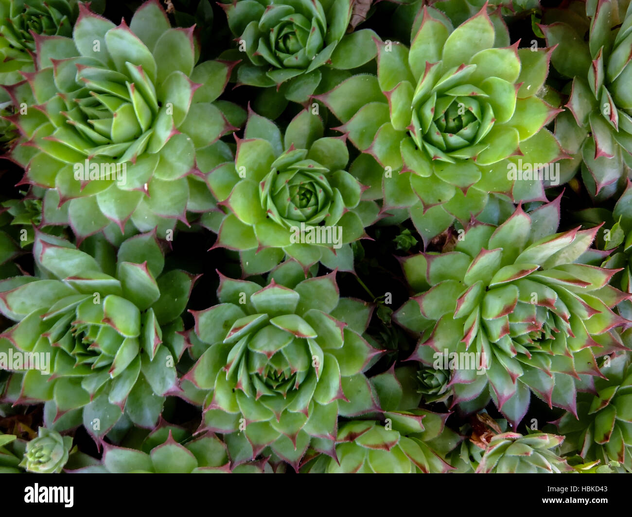 Cactus Texture Background Stock Photo - Alamy