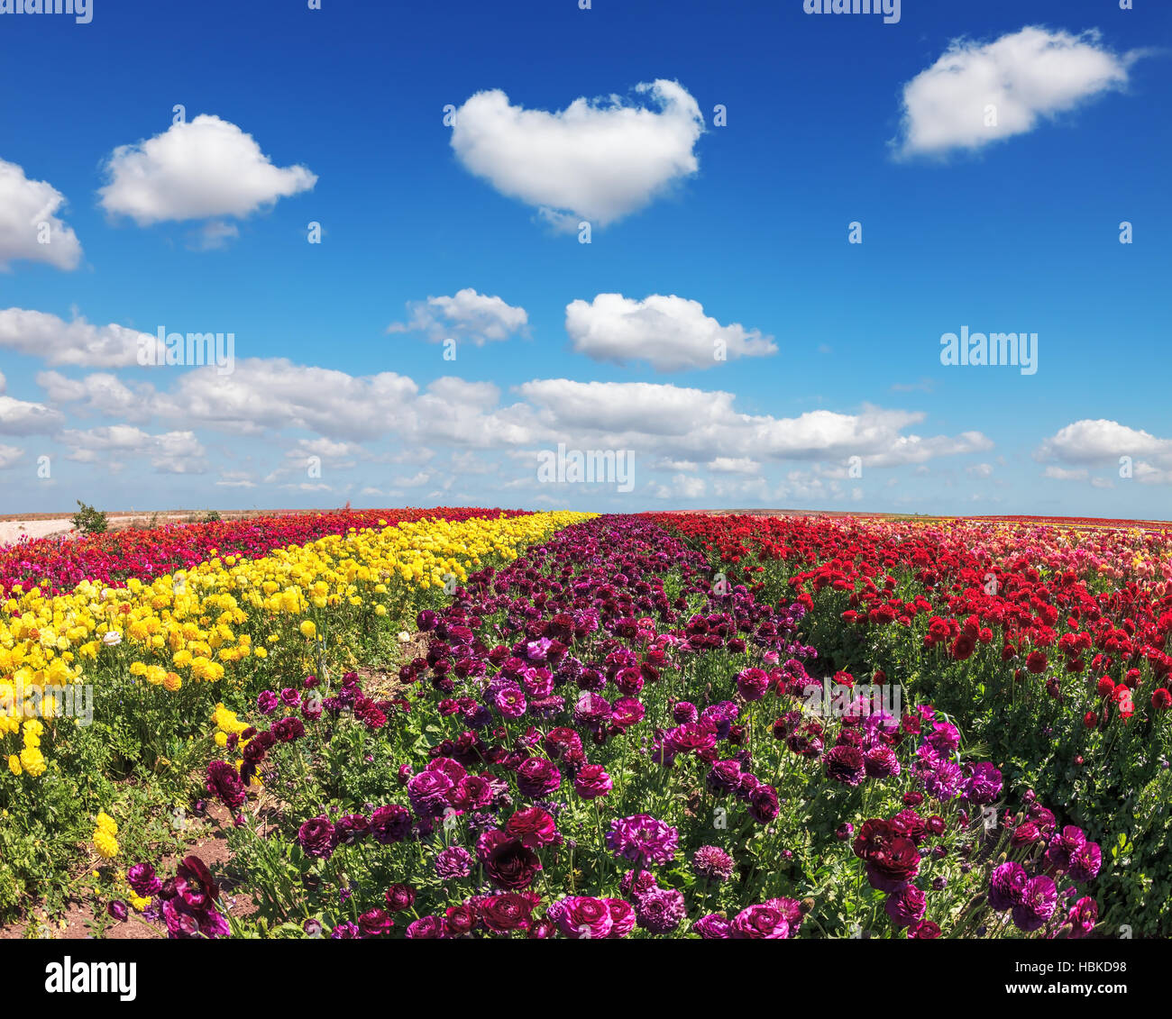 Endless fields of flowers Stock Photo - Alamy Endless fields of flowers Stock Photo - Alamy