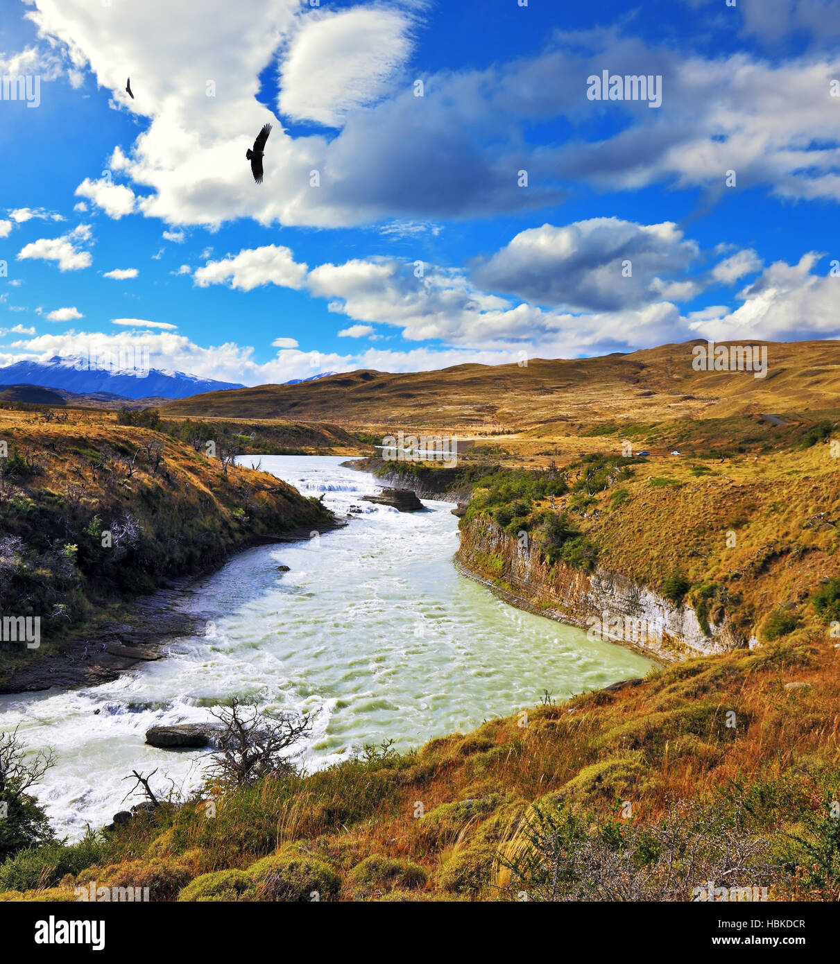 Huge Andean condors flying over water Stock Photo - Alamy