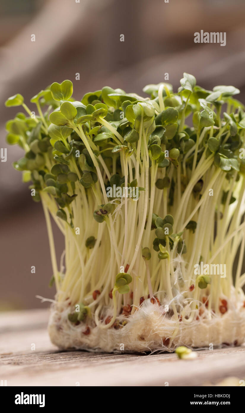 Green radish sprouts Stock Photo - Alamy