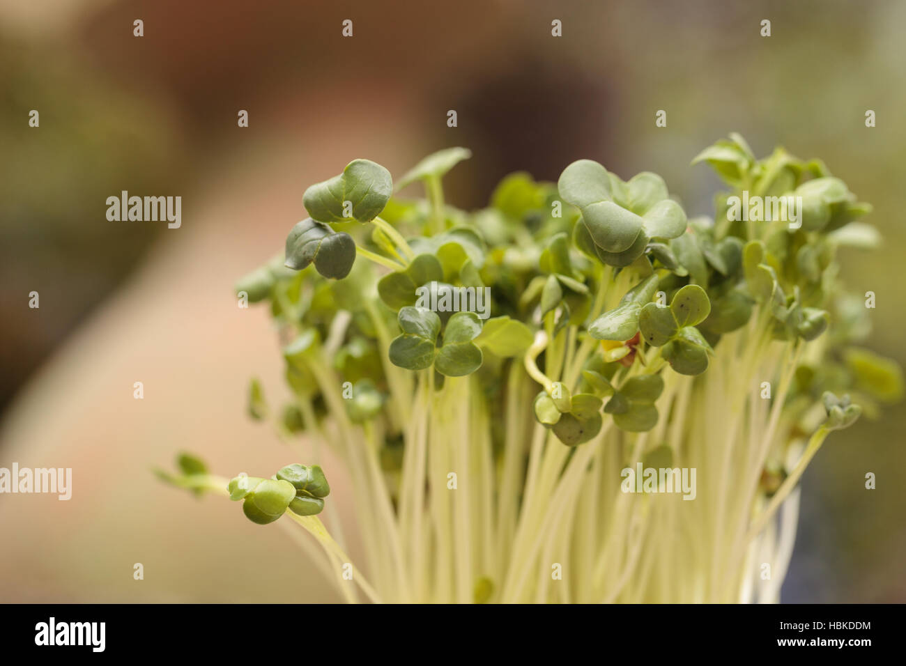 Green radish sprouts Stock Photo - Alamy