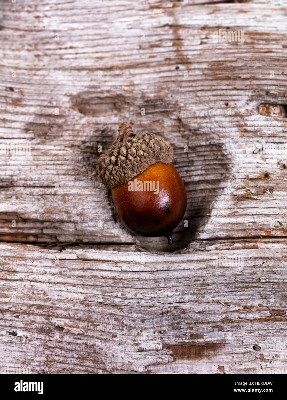 Single acorn inside hole of driftwood Stock Photo - Alamy