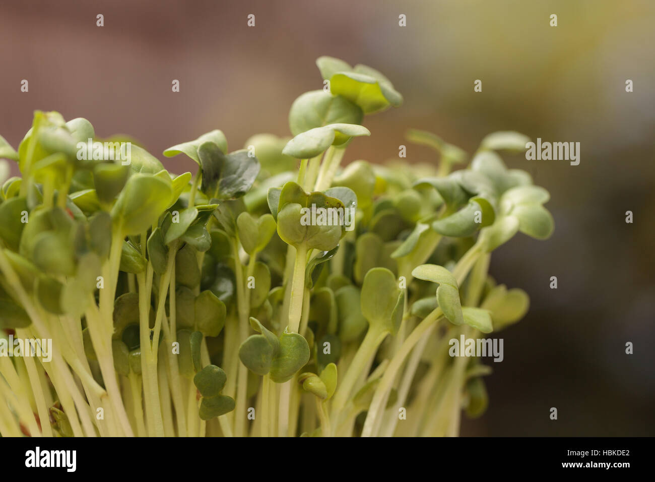 Green radish sprouts Stock Photo - Alamy