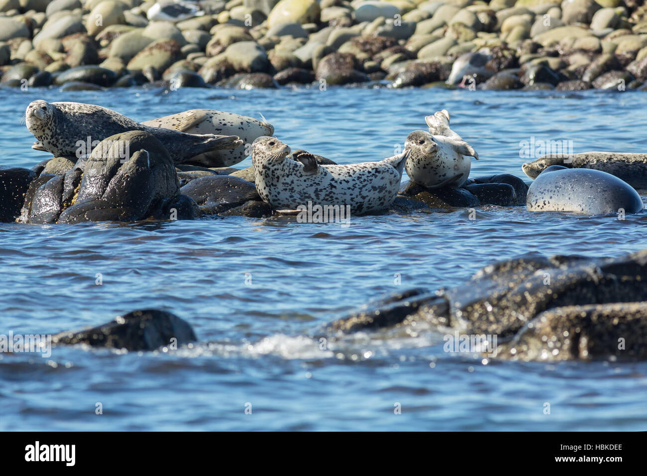 Pusa hi-res stock photography and images - Alamy