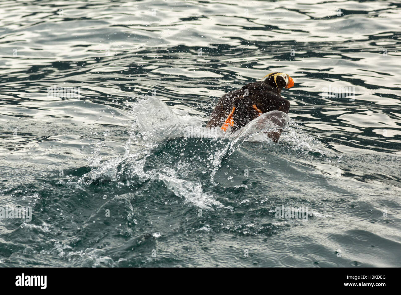 Puffin on water hi-res stock photography and images - Alamy