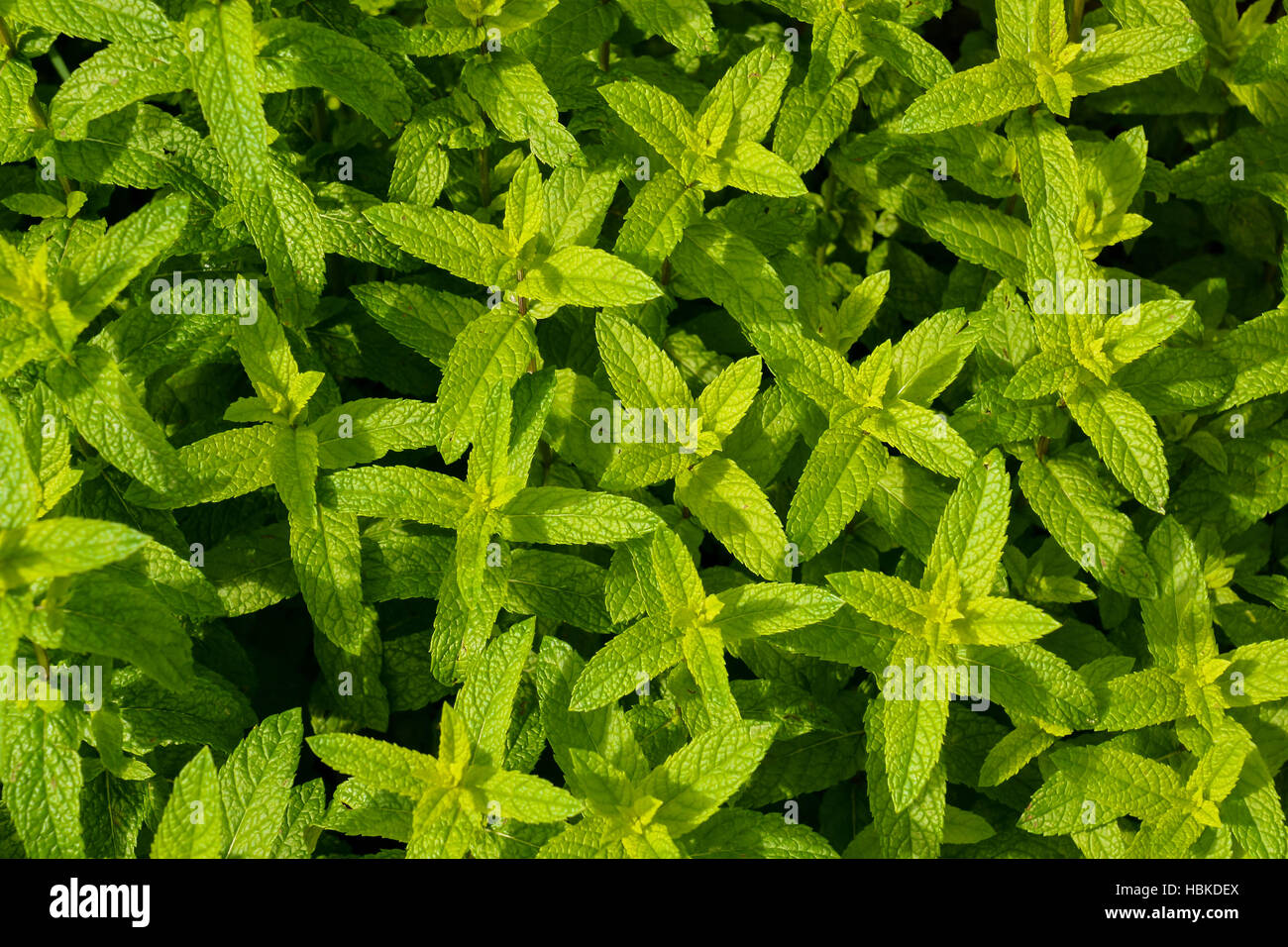 mint plant grow at vegetable garden Stock Photo - Alamy