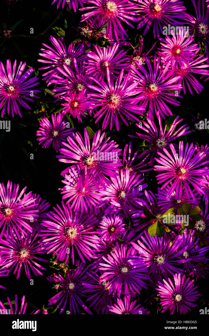 Blooming Flower Background Stock Photo - Alamy