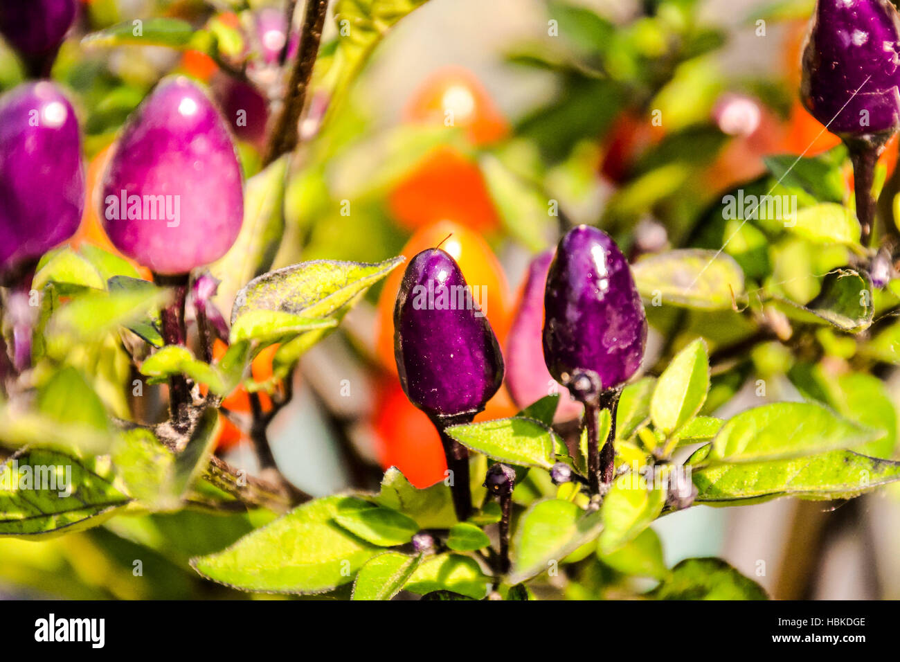 Multicolored chili pepper plant Stock Photo - Alamy