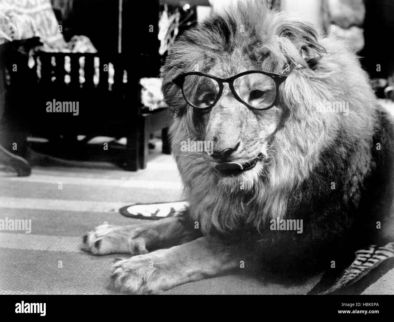 CLARENCE THE CROSS-EYED LION, 1965 Stock Photo - Alamy