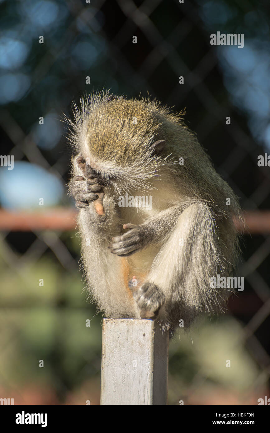 Vervet nonkey on fence Stock Photo - Alamy