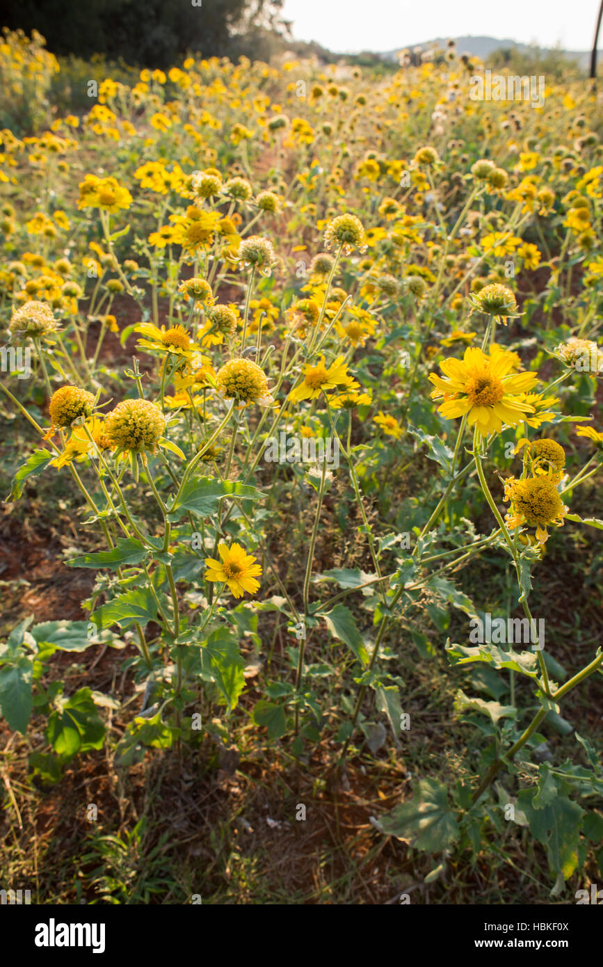 Wild Flowers in Field Stock Photo - Alamy