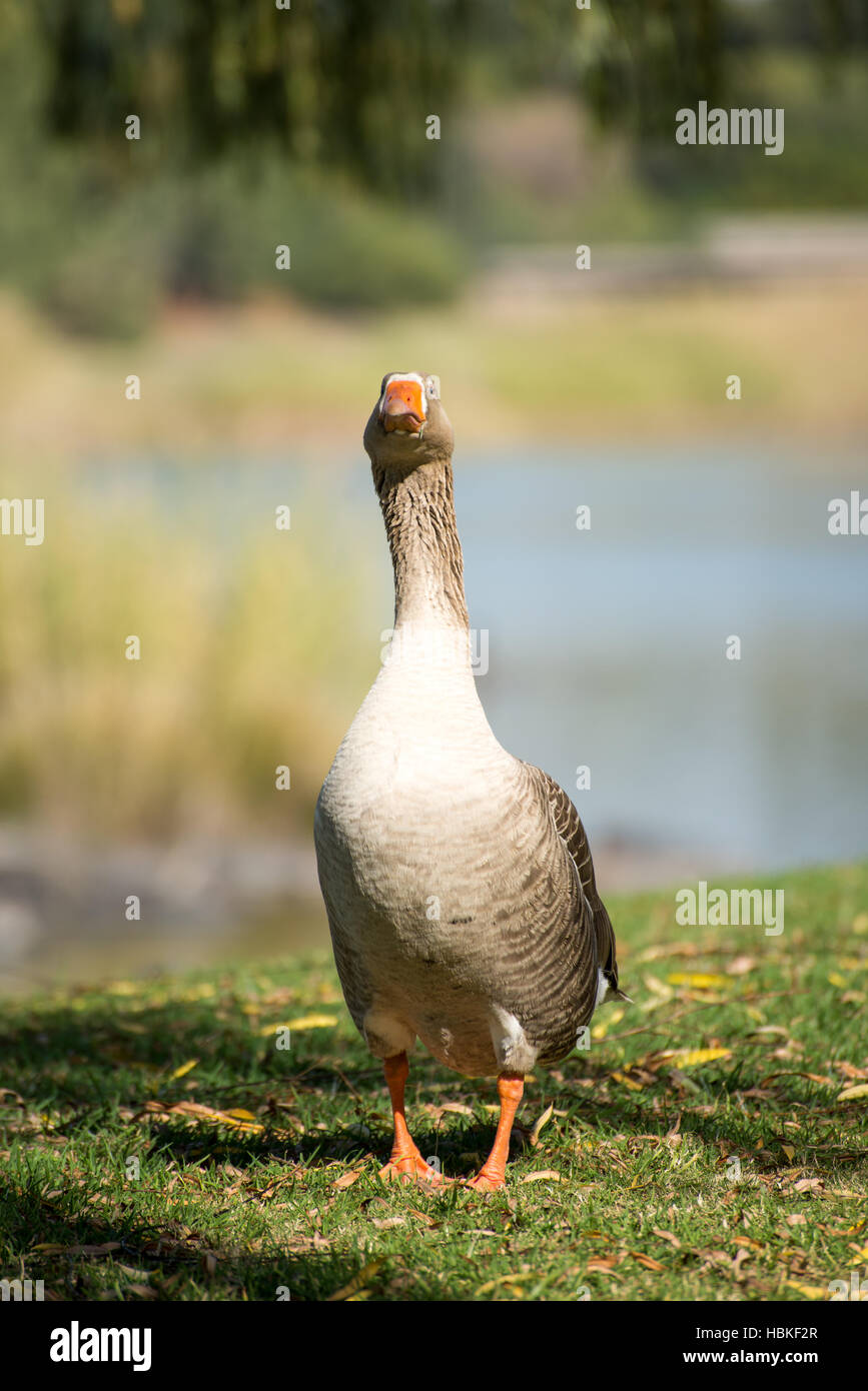 Male goose on lawn by river Stock Photo - Alamy