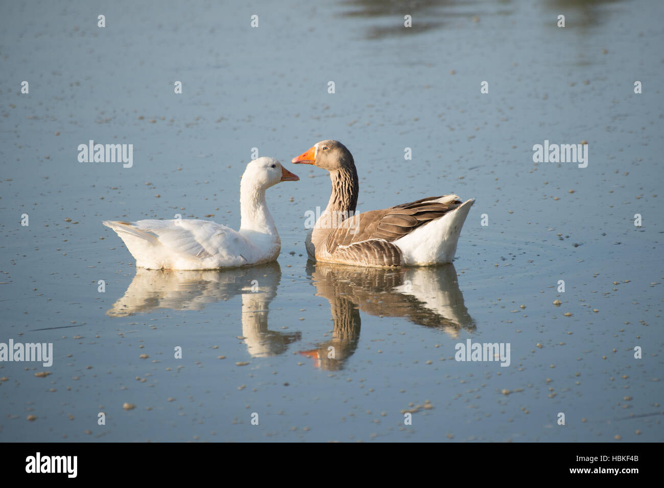 Two geese in the river Stock Photo - Alamy