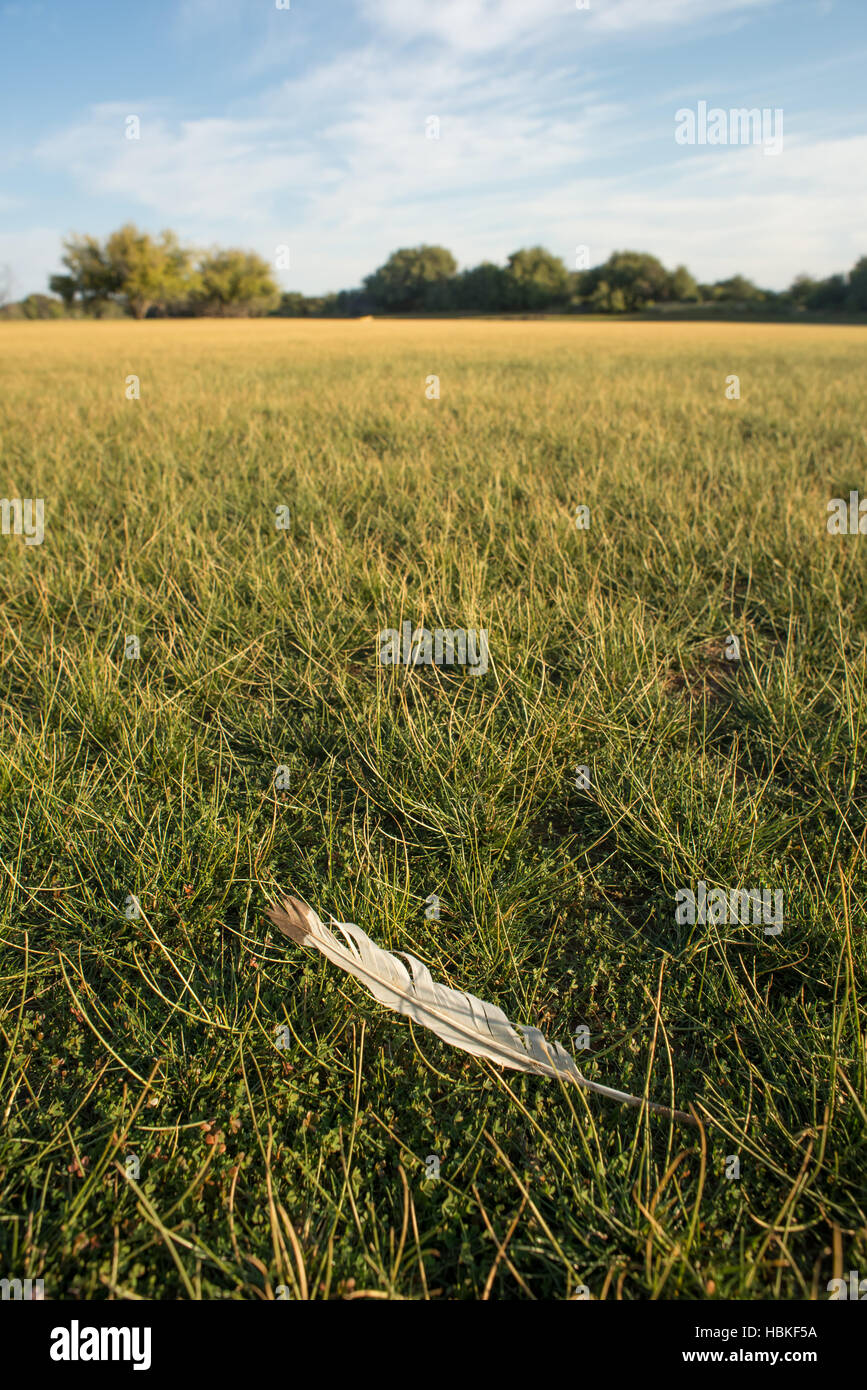 Single Feather on Grass Stock Photo - Alamy