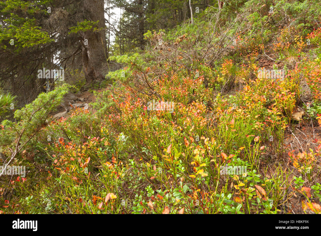 Undergrowth detail hi-res stock photography and images - Alamy