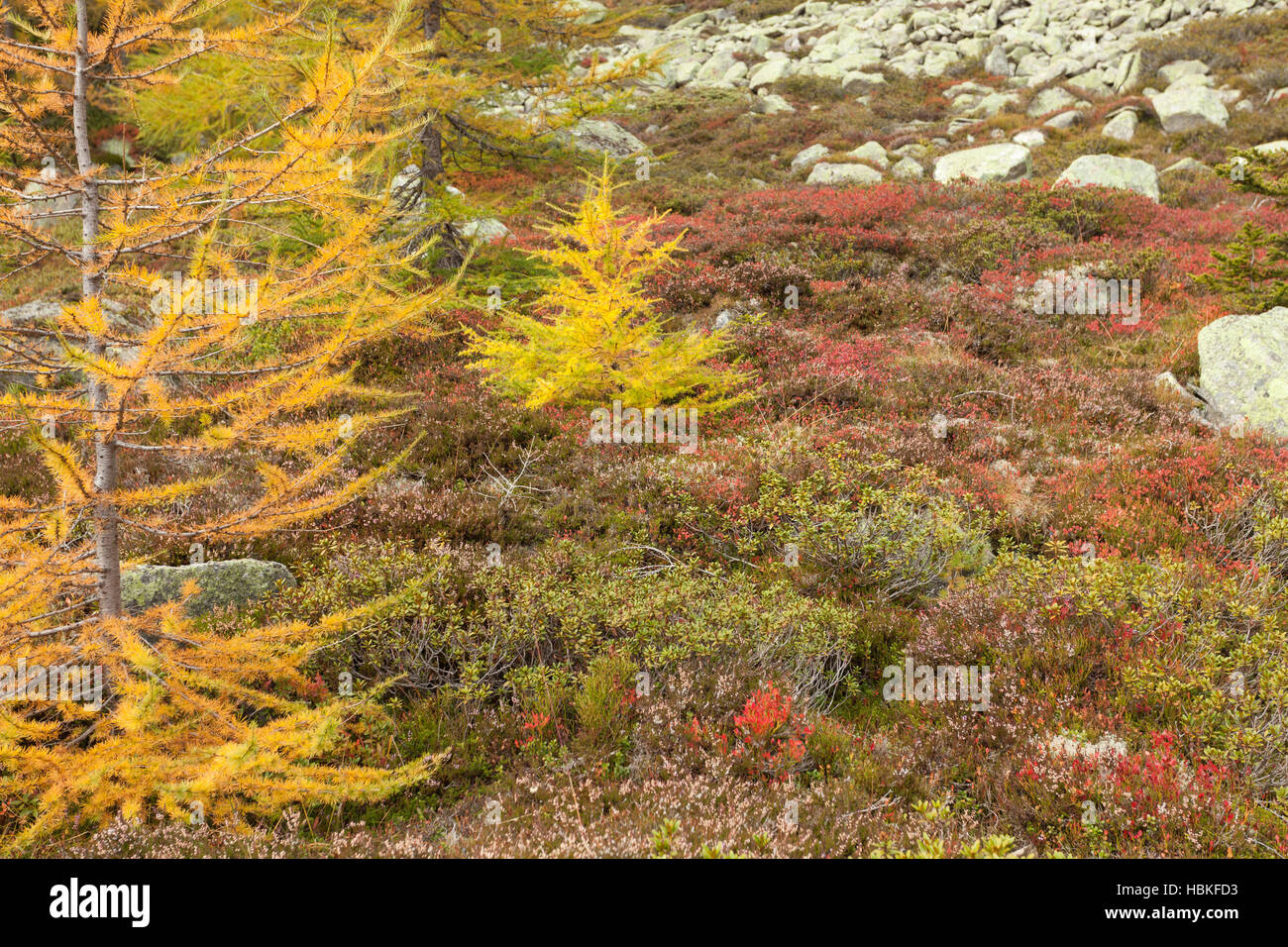 yellow larches at fall in the woods Stock Photo - Alamy