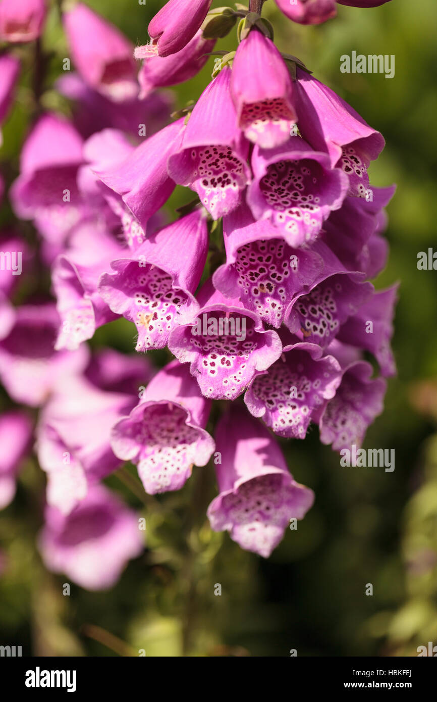 Purple Foxglove Flower Stock Photo - Alamy