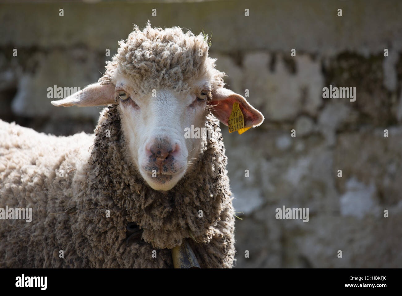 Lambs In Sheepfold High Resolution Stock Photography and Images - Alamy