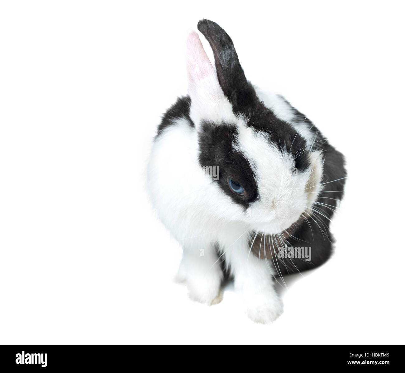 cute black and white bunny cleaning himself Stock Photo - Alamy