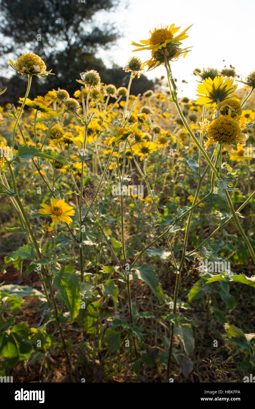 Yellow flowers in field Stock Photo - Alamy