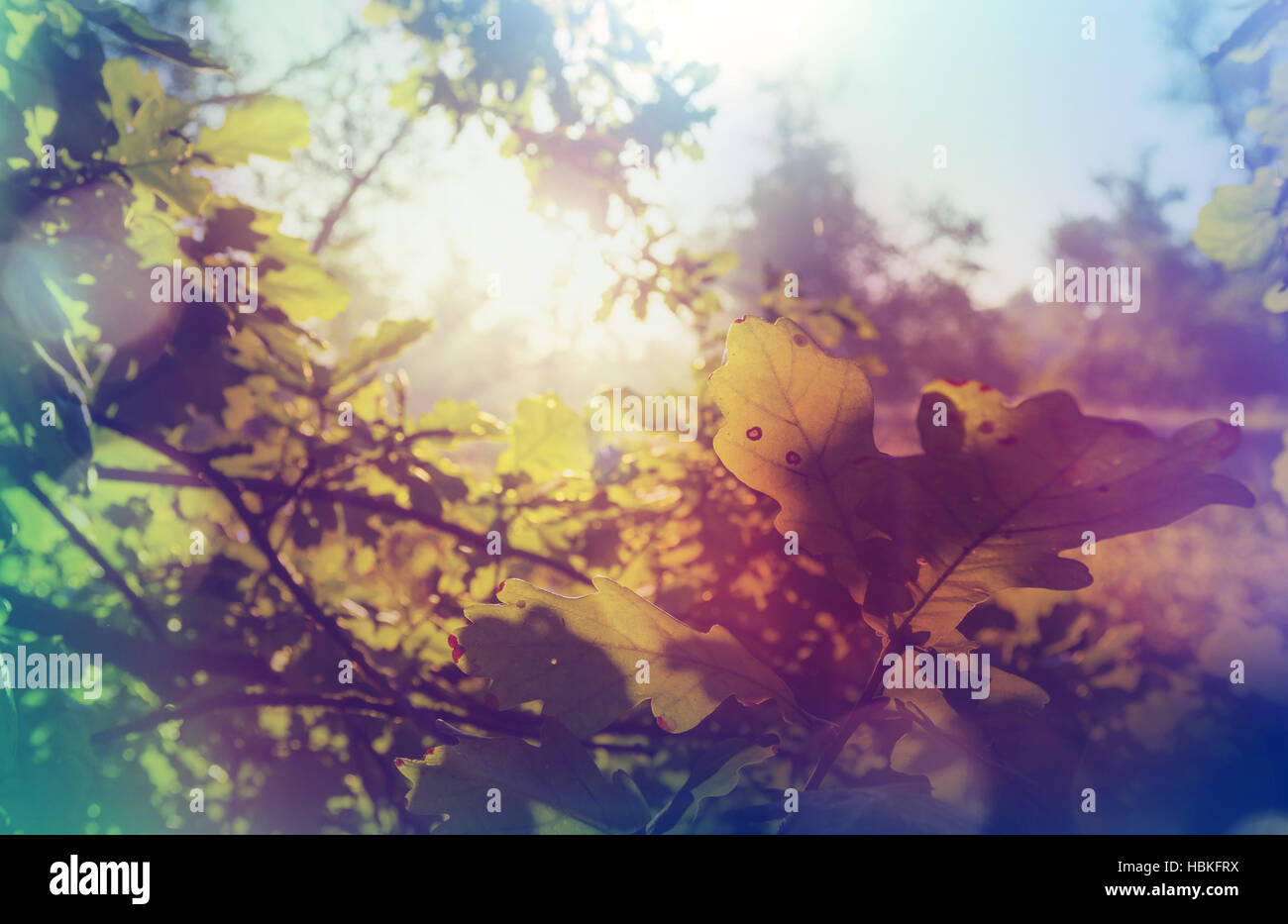 Soft and fuzzy leaves hi-res stock photography and images - Alamy