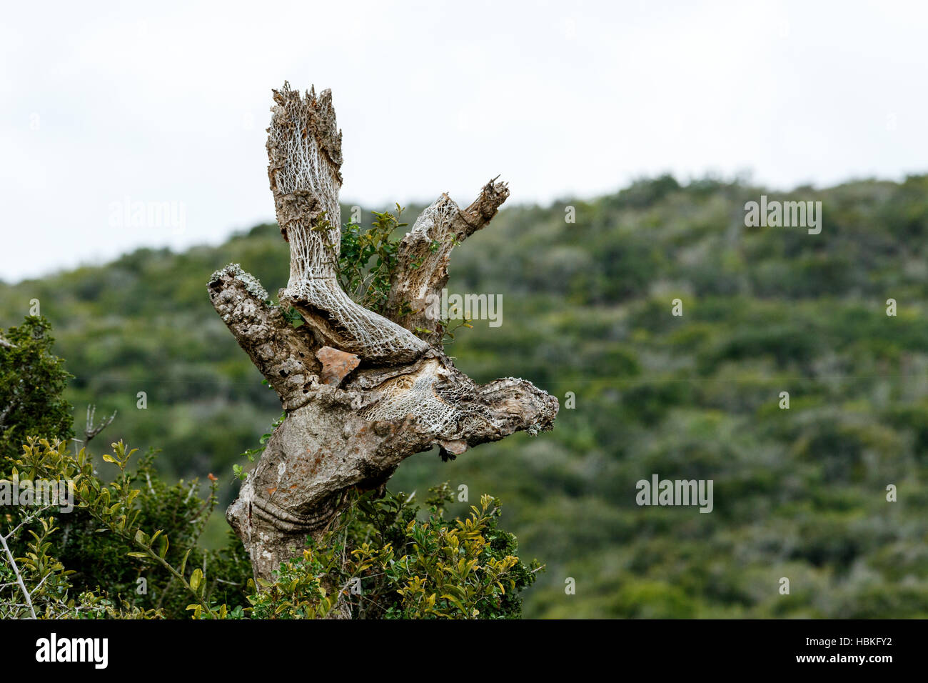 Tree Growth - Addo Landscape Stock Photo - Alamy