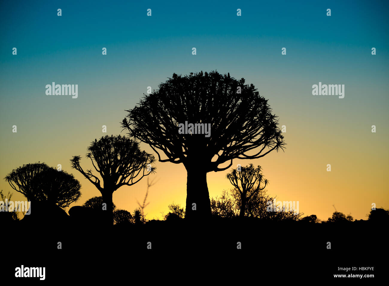 Silhouetted quiver tree hi-res stock photography and images - Alamy