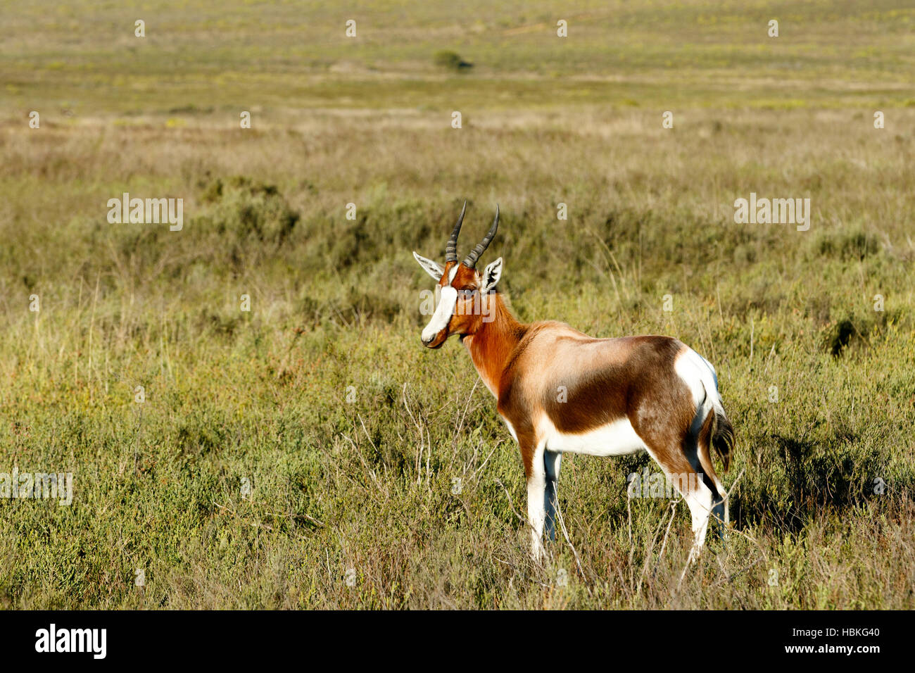 Bontebok family hi-res stock photography and images - Alamy