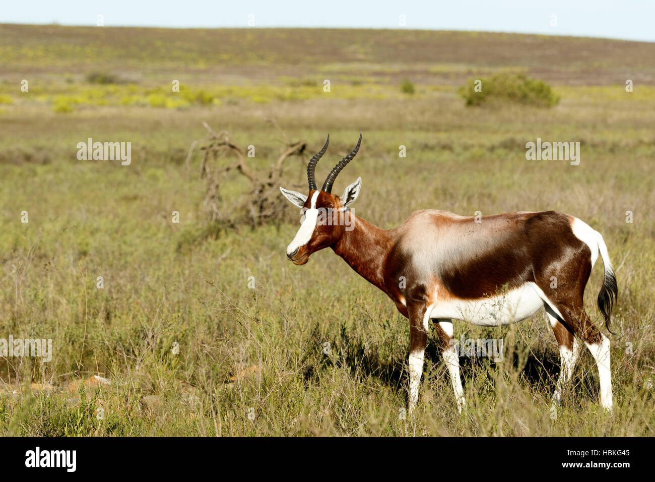 Bontebok family hi-res stock photography and images - Alamy