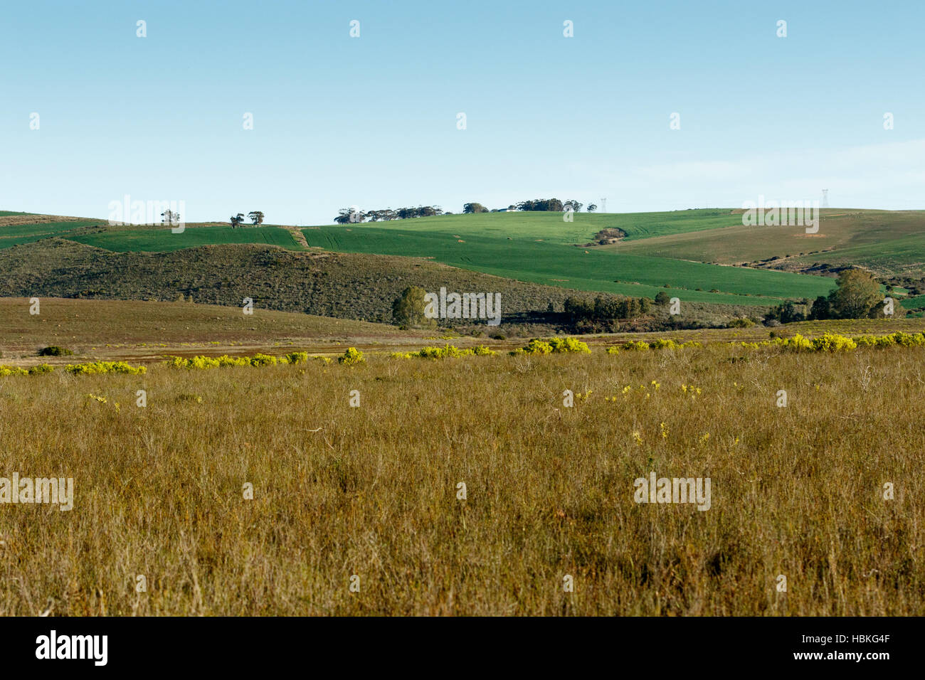 Durban grass hi-res stock photography and images - Alamy