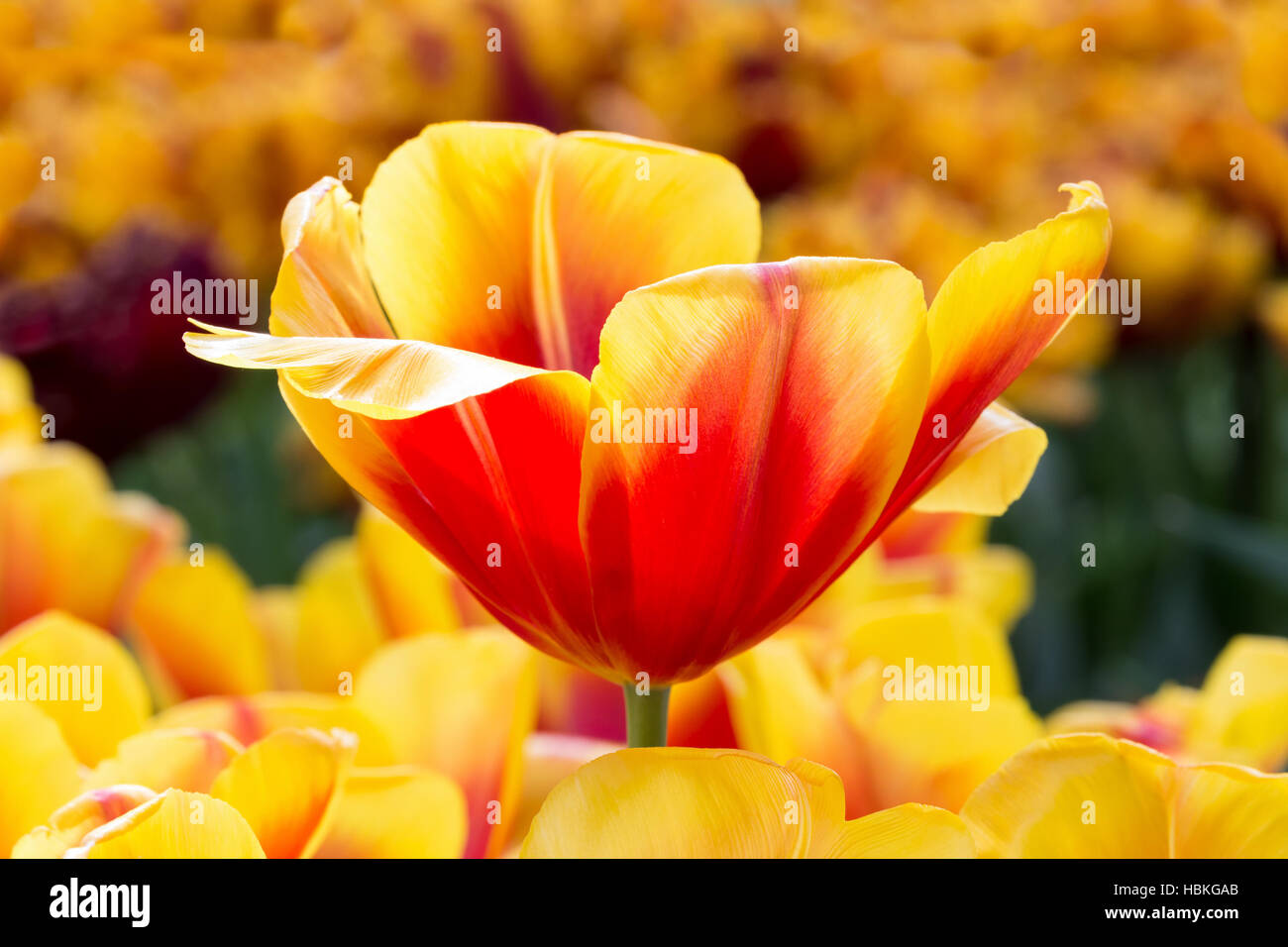 Yellow and red tulip flowers hi-res stock photography and images - Alamy